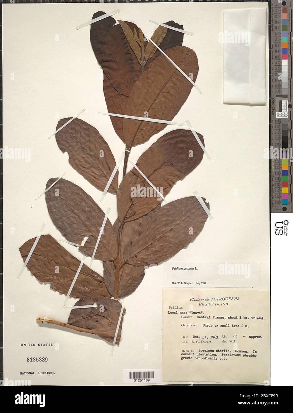 Psidium guajava L Psidium guajava L Stock Photo - Alamy