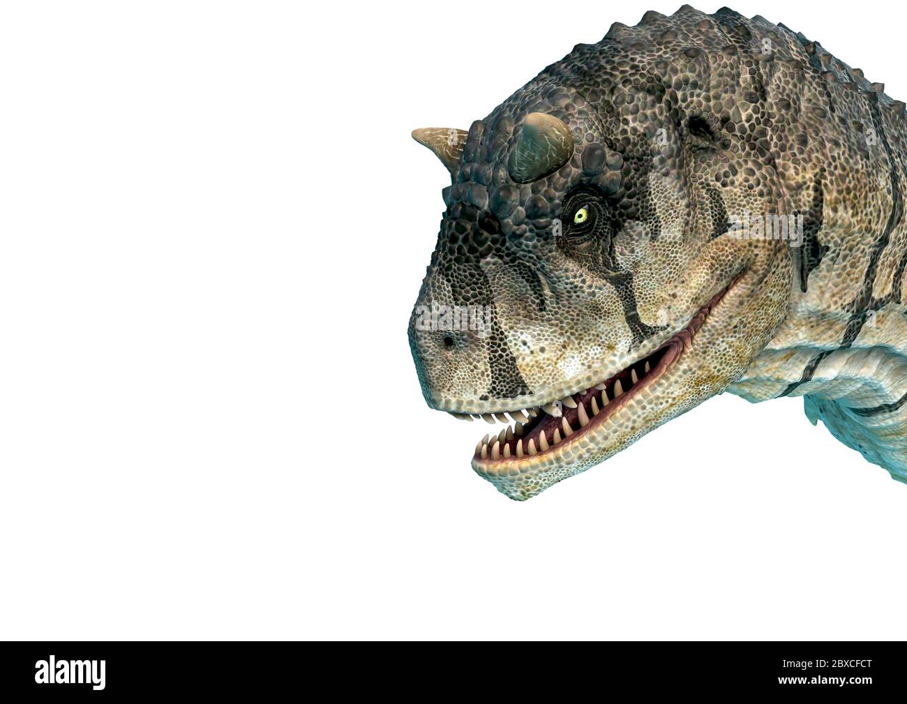 carnotaurus sastrei in a white background. This carnotaurus sastrei in ...