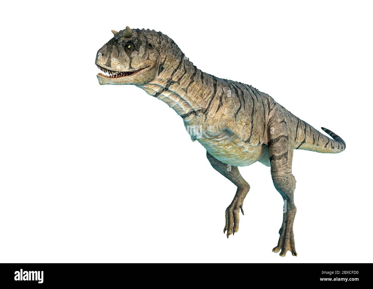 carnotaurus sastrei is hunting up in a white background. This ...