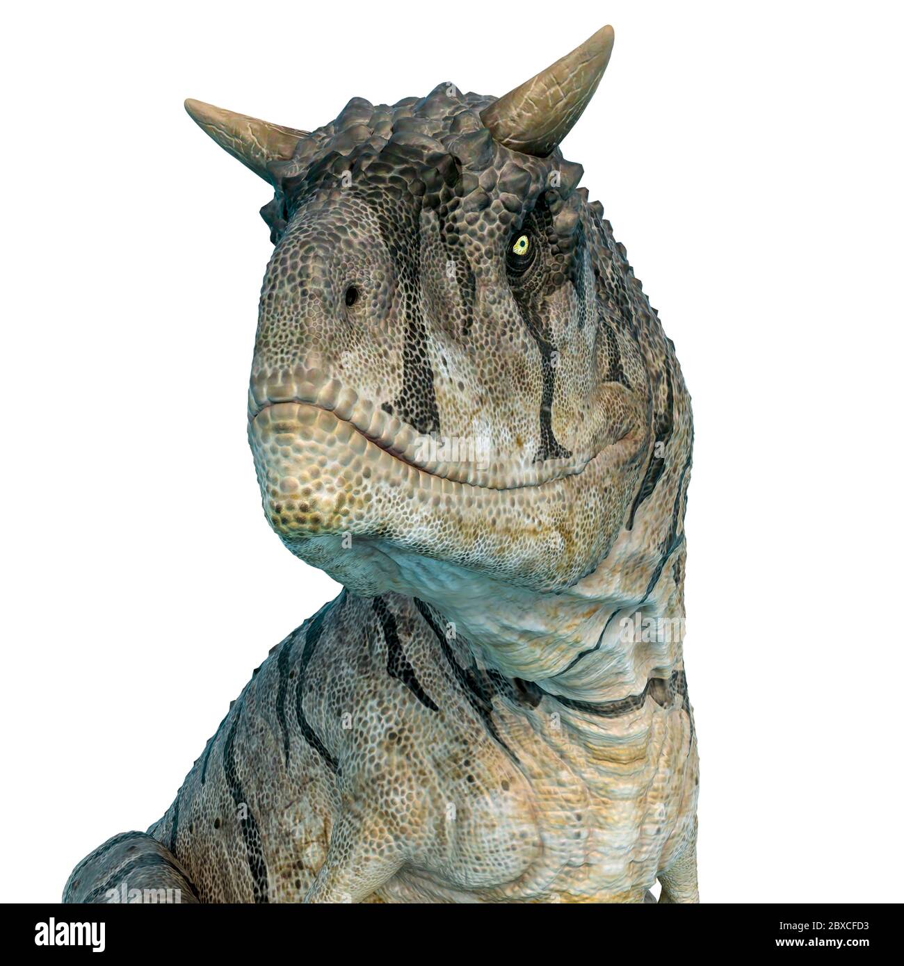 carnotaurus sastrei in a white background. This carnotaurus sastrei in ...