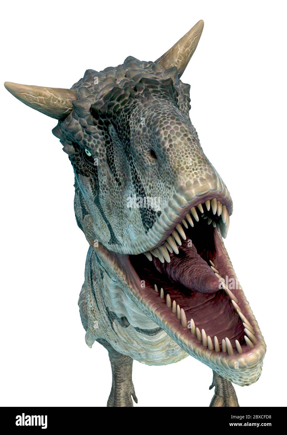 carnotaurus sastrei in a white background. This carnotaurus sastrei in ...