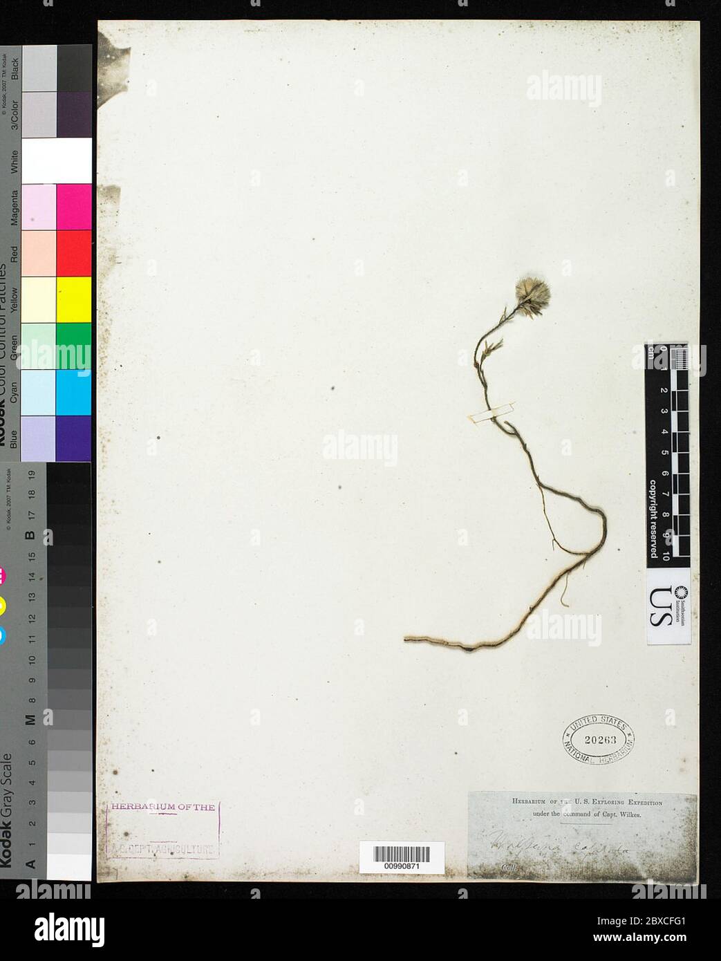 C capitata hi-res stock photography and images - Alamy