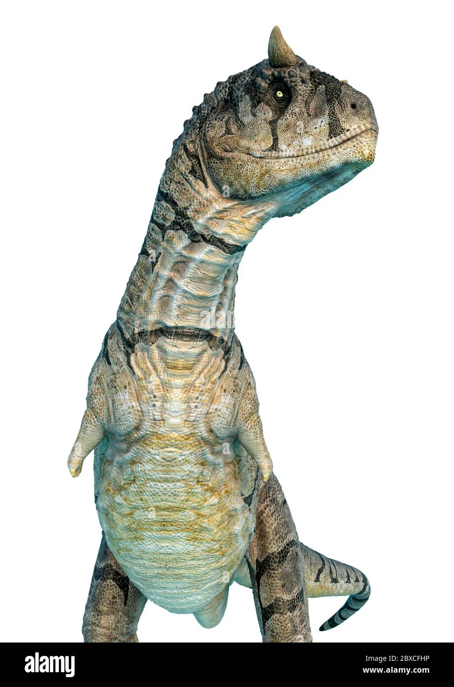 carnotaurus sastrei stand up in a white background close up. This ...
