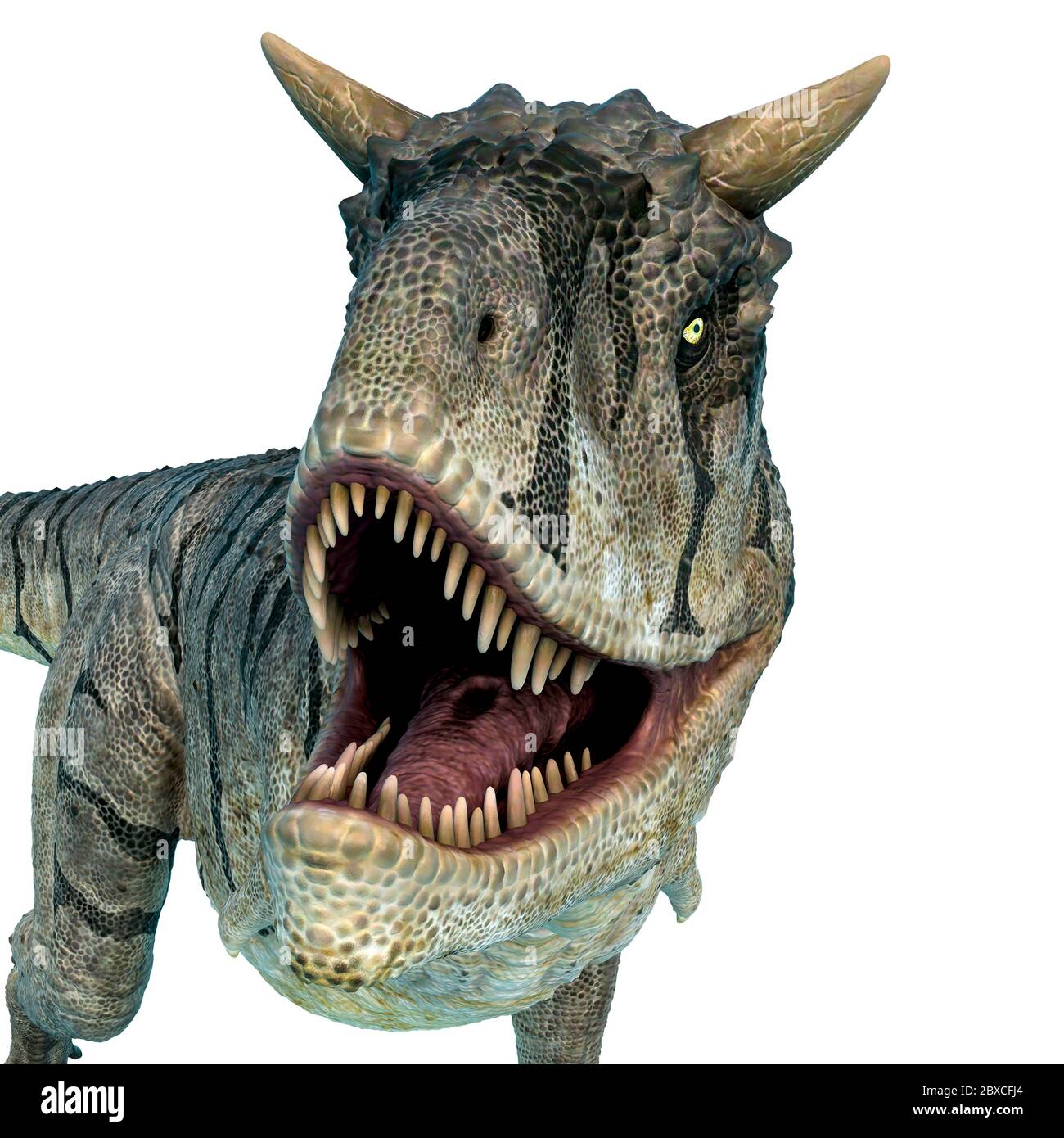 carnotaurus sastrei in a white background. This carnotaurus sastrei in ...