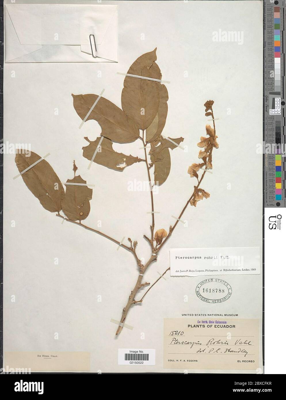 Pterocarpus rohrii hi-res stock photography and images - Alamy