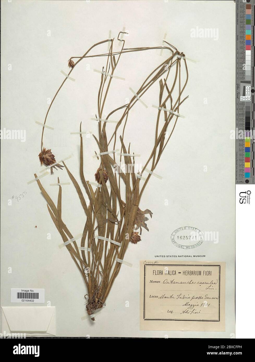 Catananche caerulea Catananche caerulea Stock Photo - Alamy