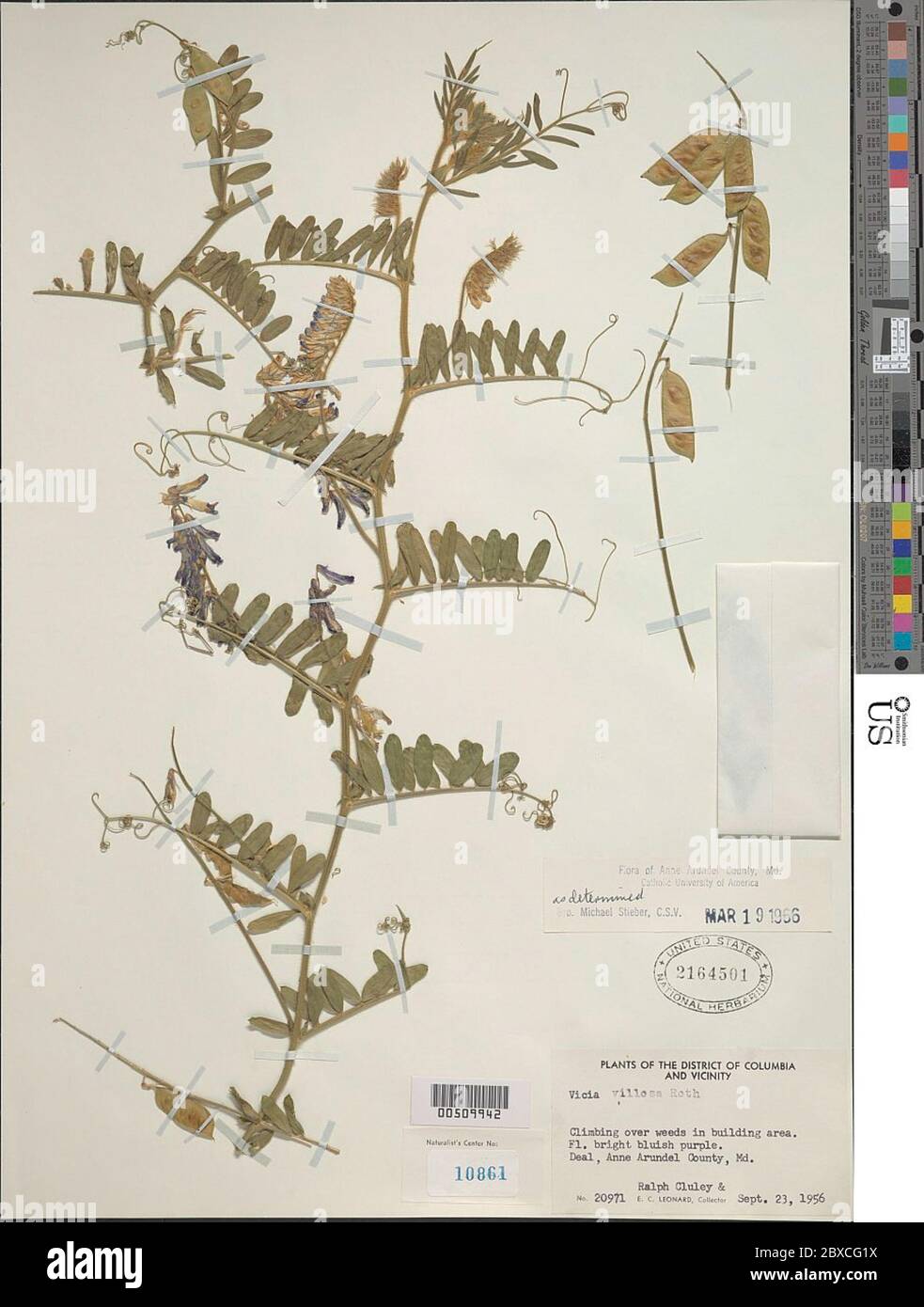 Vicia villosa Roth Vicia villosa Roth Stock Photo - Alamy