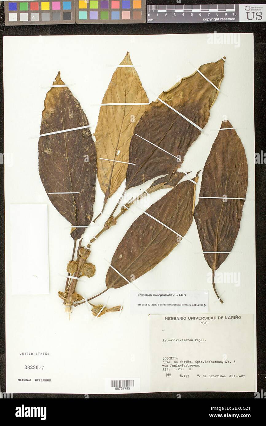 Glossoloma harlequinoides JL Clark Glossoloma harlequinoides JL Clark ...