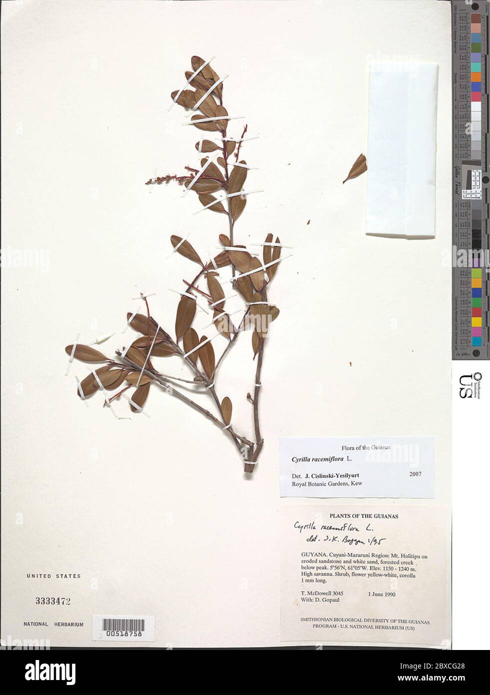 Cyrilla racemiflora L Cyrilla racemiflora L Stock Photo - Alamy