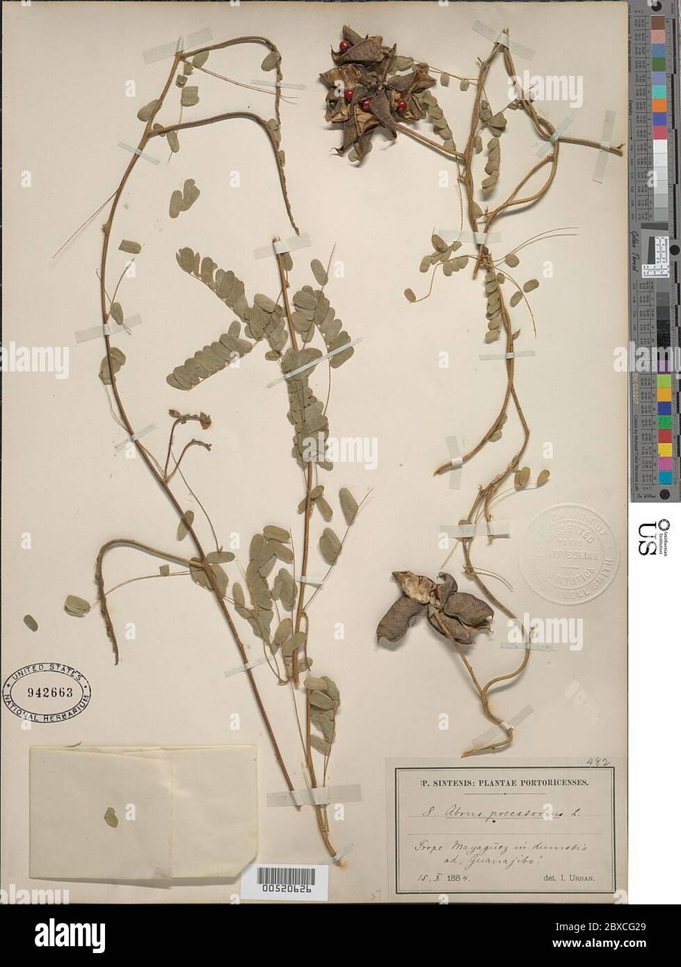 Abrus precatorius L Abrus precatorius L Stock Photo - Alamy