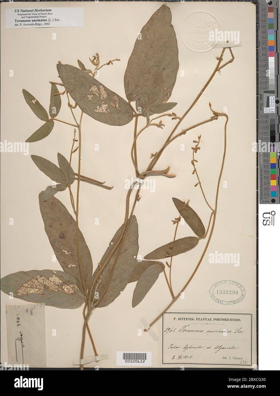 Teramnus uncinatus L Sw Teramnus uncinatus L Sw Stock Photo - Alamy