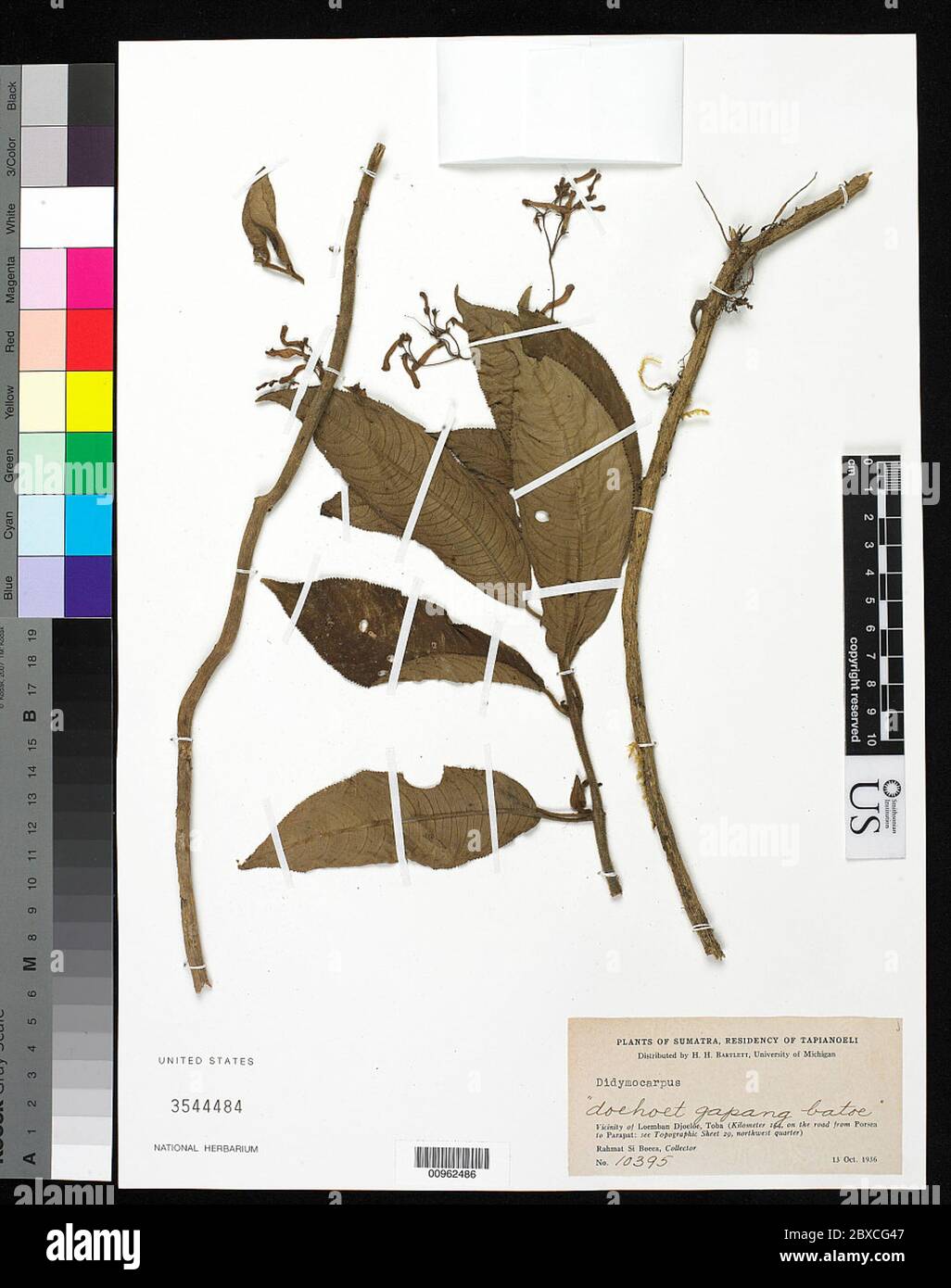 Didymocarpus hi-res stock photography and images - Alamy