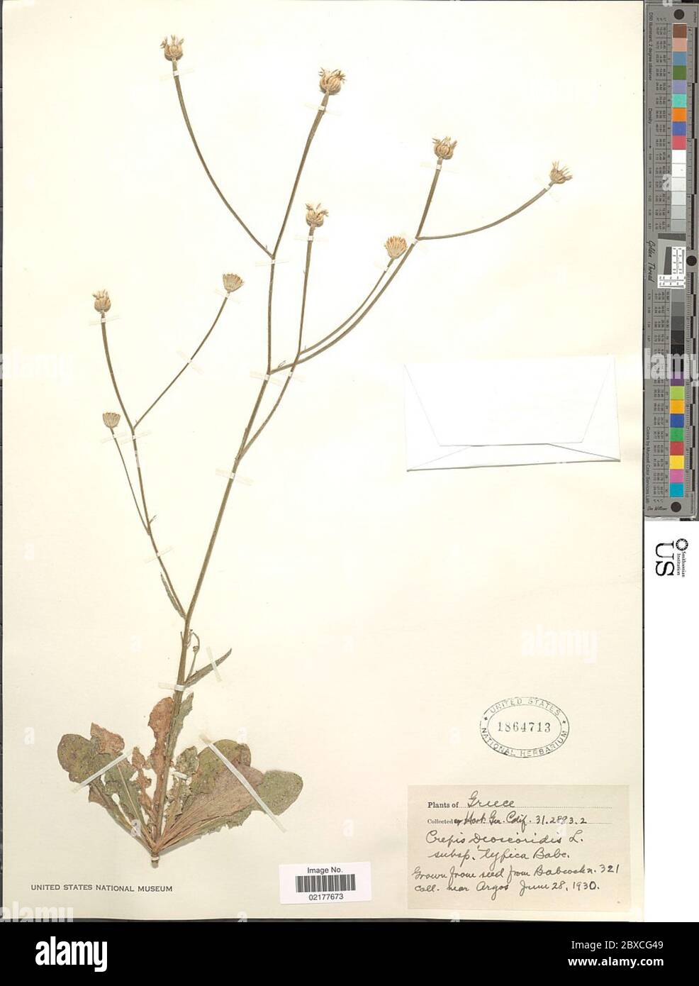 Dioscoridis High Resolution Stock Photography and Images - Alamy