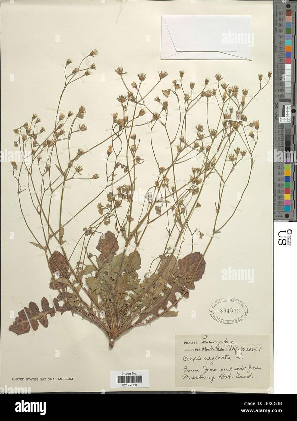 Neglecta plants hi-res stock photography and images - Alamy