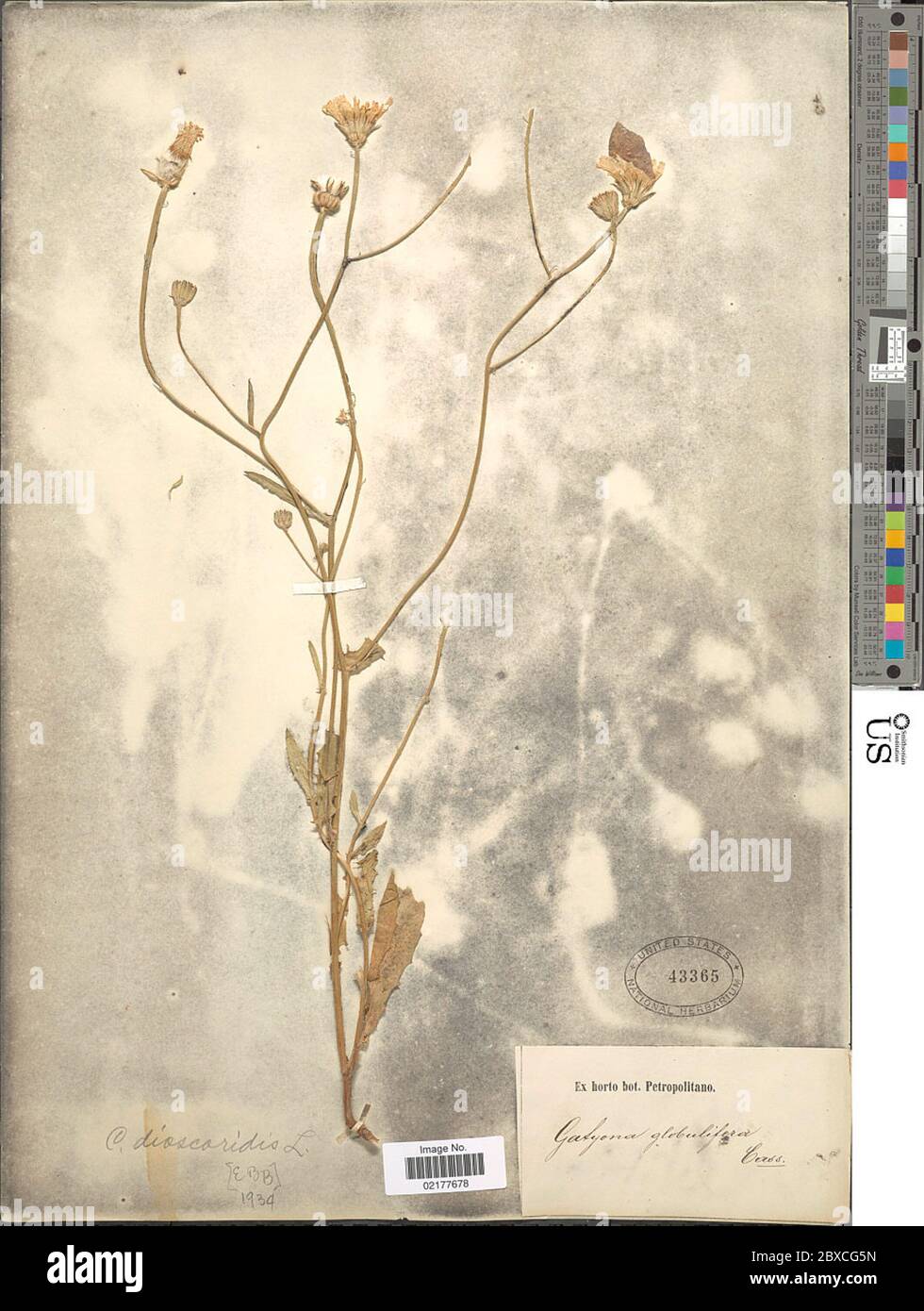 Crepis dioscoridis L Crepis dioscoridis L Stock Photo - Alamy