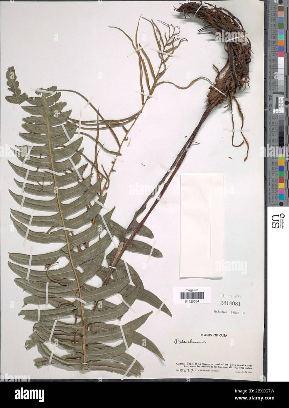 Blechnum Blechnum Sp High Resolution Stock Photography and Images - Alamy