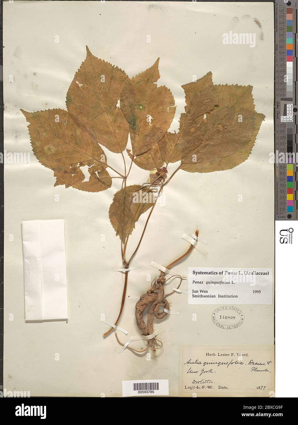 Panax quinquefolius L Panax quinquefolius L Stock Photo - Alamy