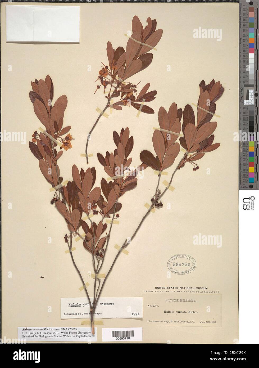 Kalmia cuneata hi-res stock photography and images - Alamy