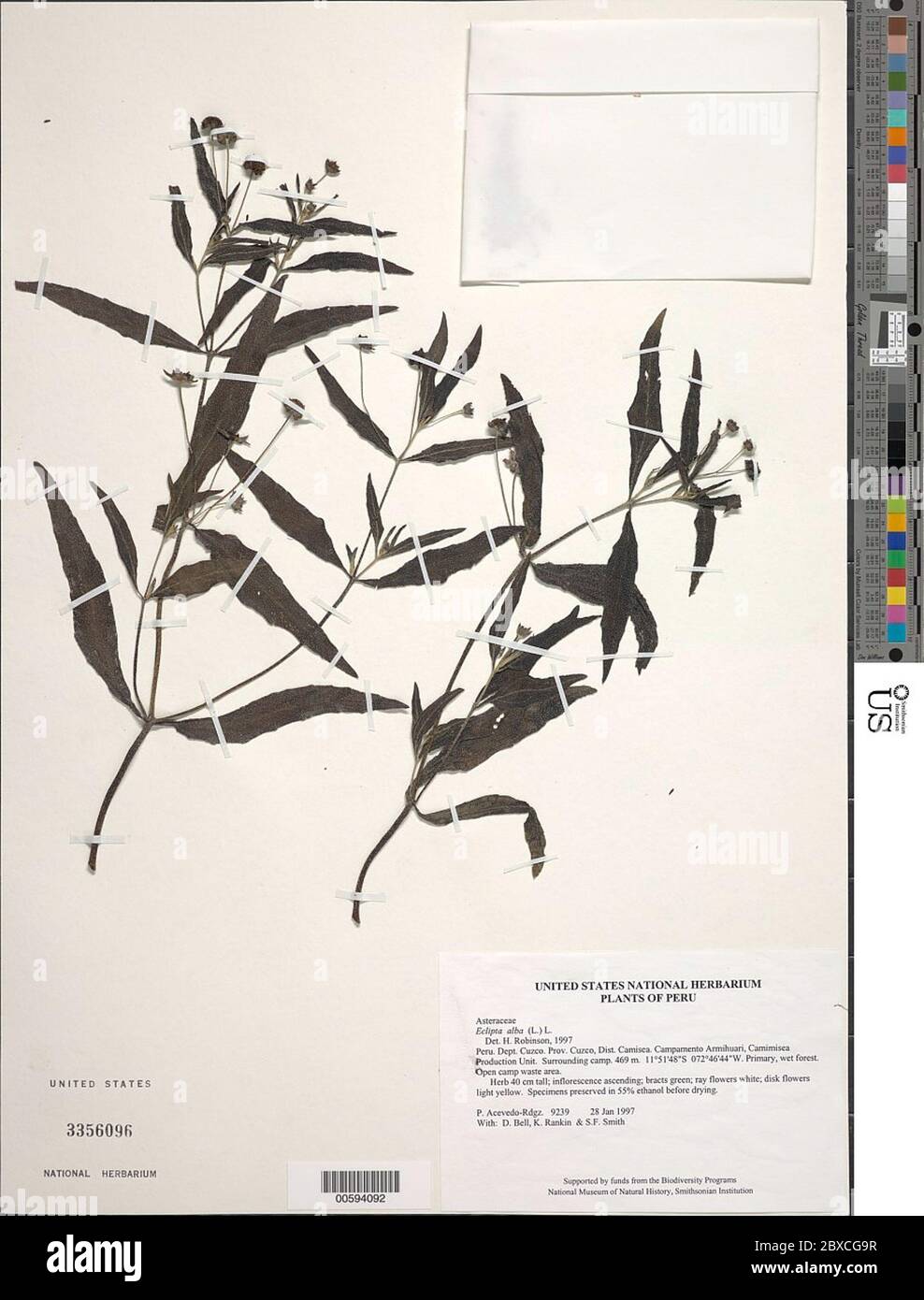 Eclipta alba L Hassk Eclipta alba L Hassk Stock Photo - Alamy