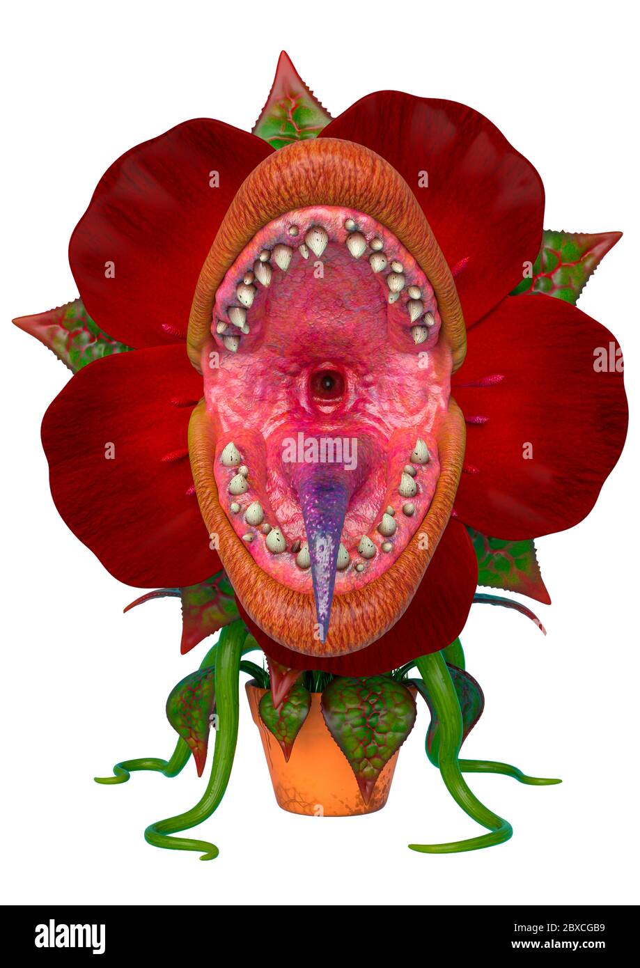 carnivorous red rose plant with copy space in a white background Stock ...