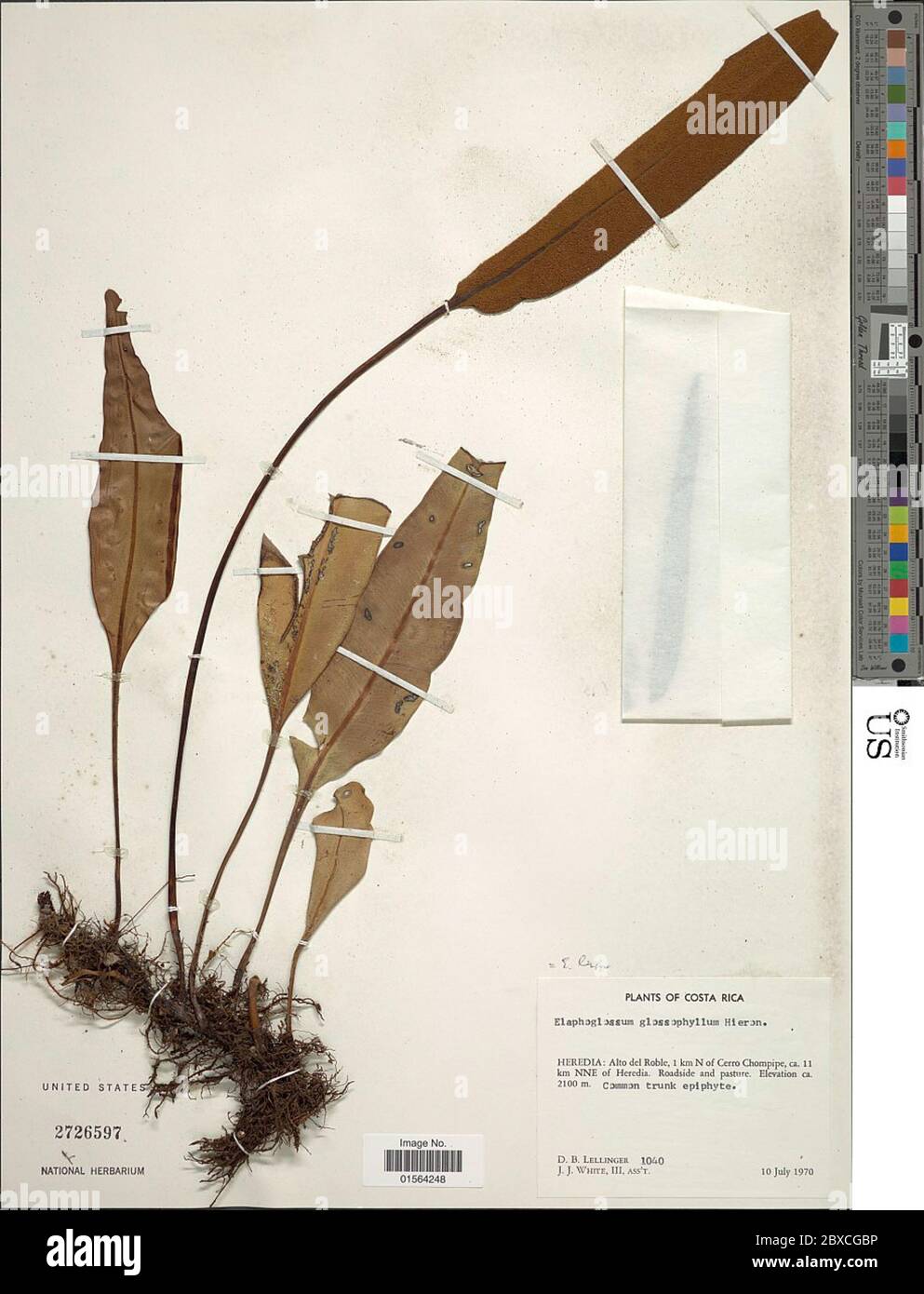 Pteridophyte taxonomy hi-res stock photography and images - Alamy