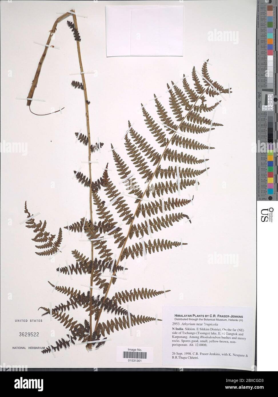 Athyrium sp Athyrium sp Stock Photo - Alamy