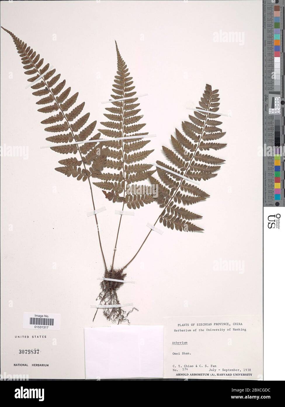 Athyrium sp hi-res stock photography and images - Alamy