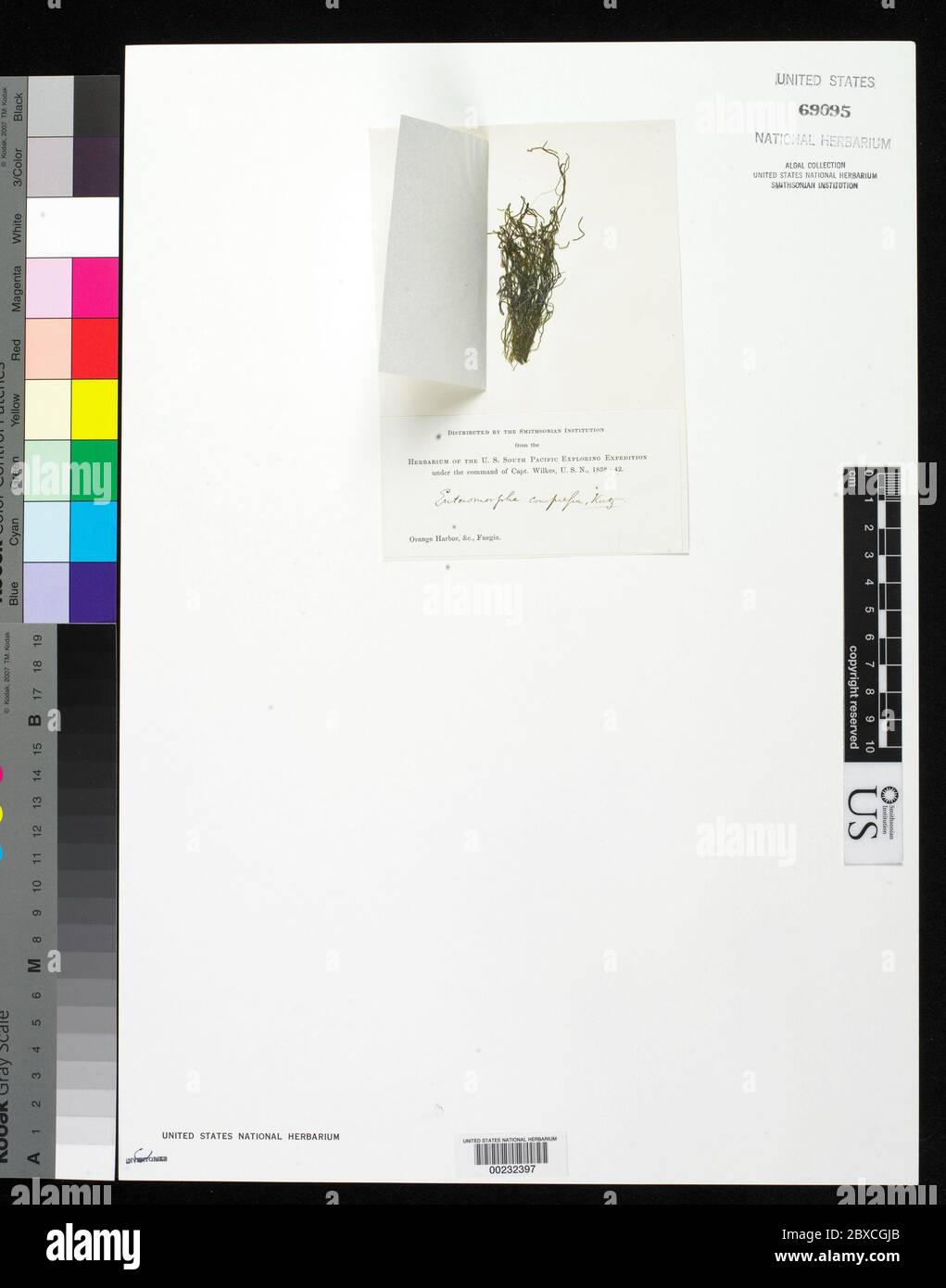 Enteromorpha compressa Enteromorpha compressa Stock Photo - Alamy