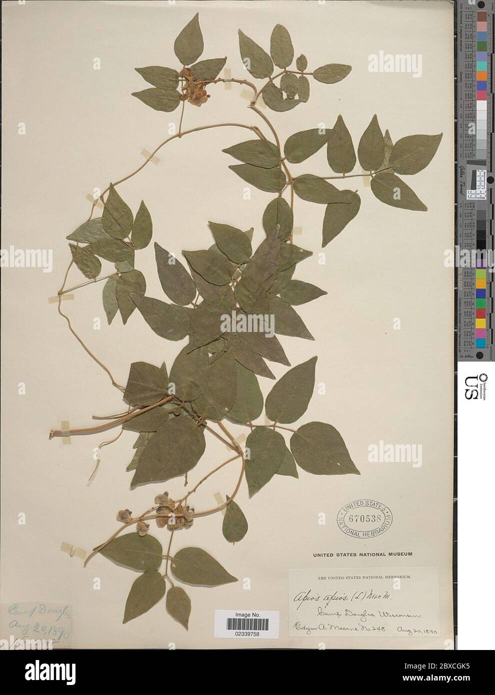 Apios americana Medik Apios americana Medik Stock Photo - Alamy