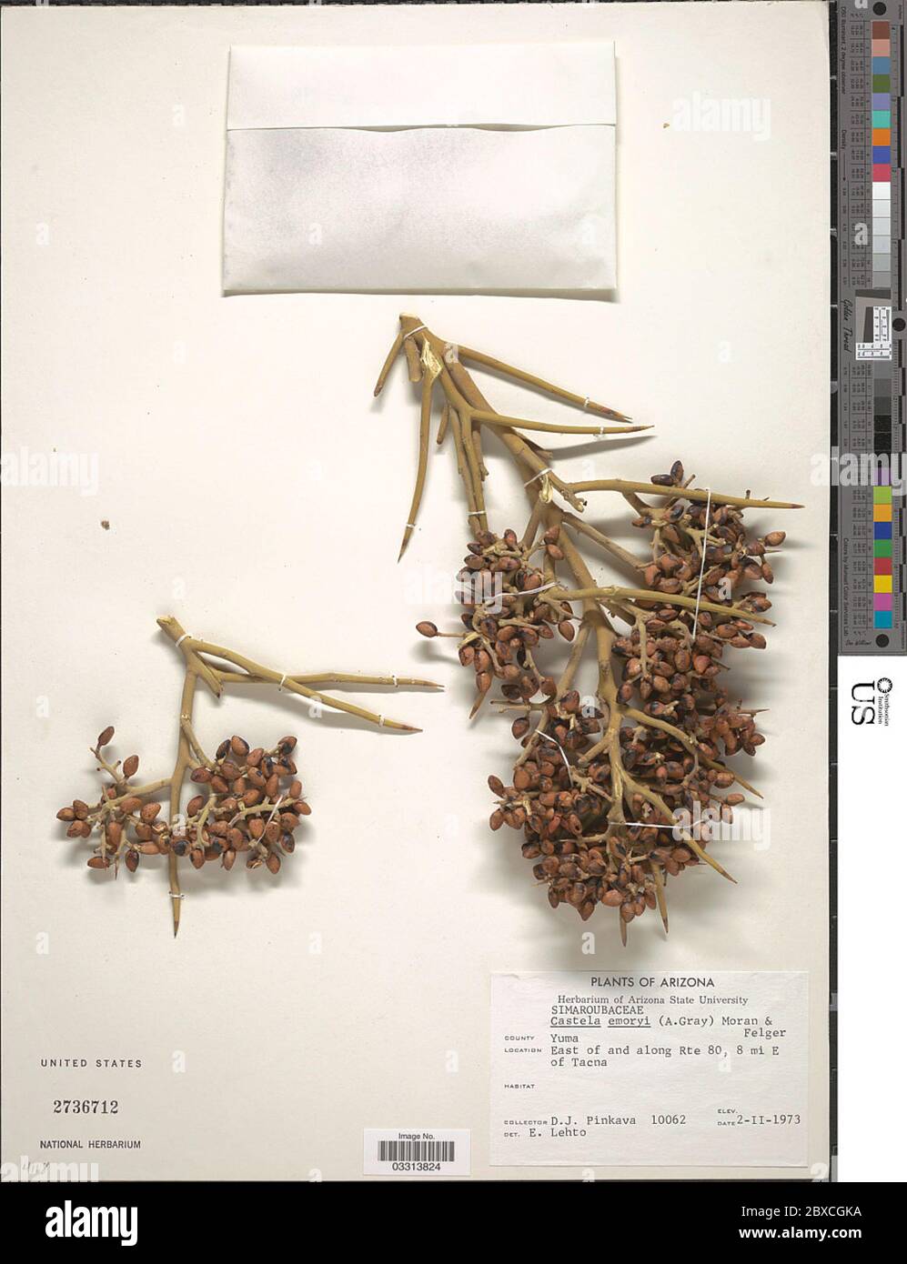 Castela emoryi hi-res stock photography and images - Alamy