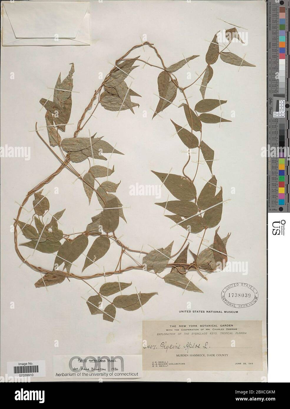 Apios americana Medik Apios americana Medik Stock Photo - Alamy