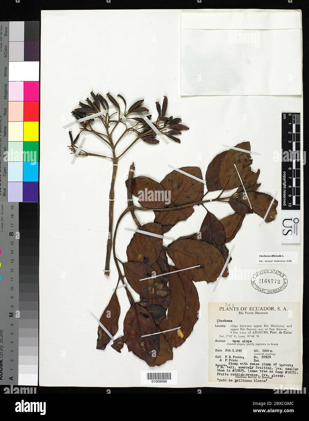 Cinchona Officinalis 6c Leaf Quinine Bark Tree Cinchona Officinalis ...