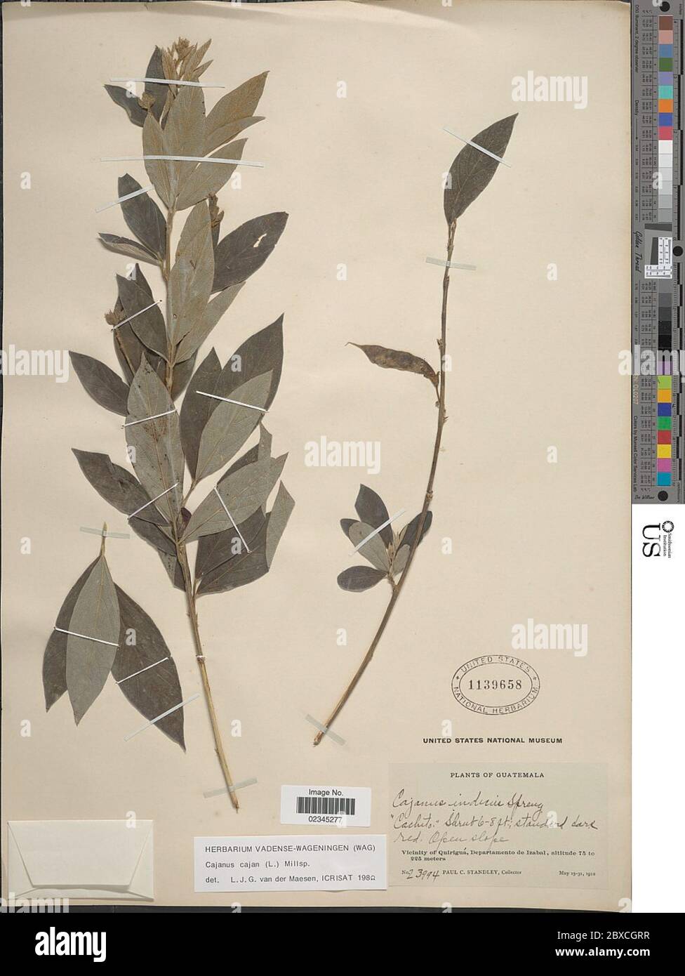 Cajanus cajan L Huth Cajanus cajan L Huth Stock Photo - Alamy