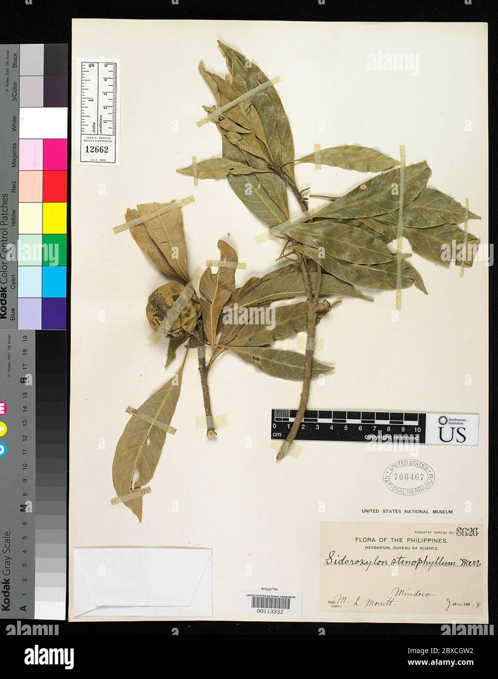 Sideroxylon stenophyllum Merr Sideroxylon stenophyllum Merr Stock Photo ...