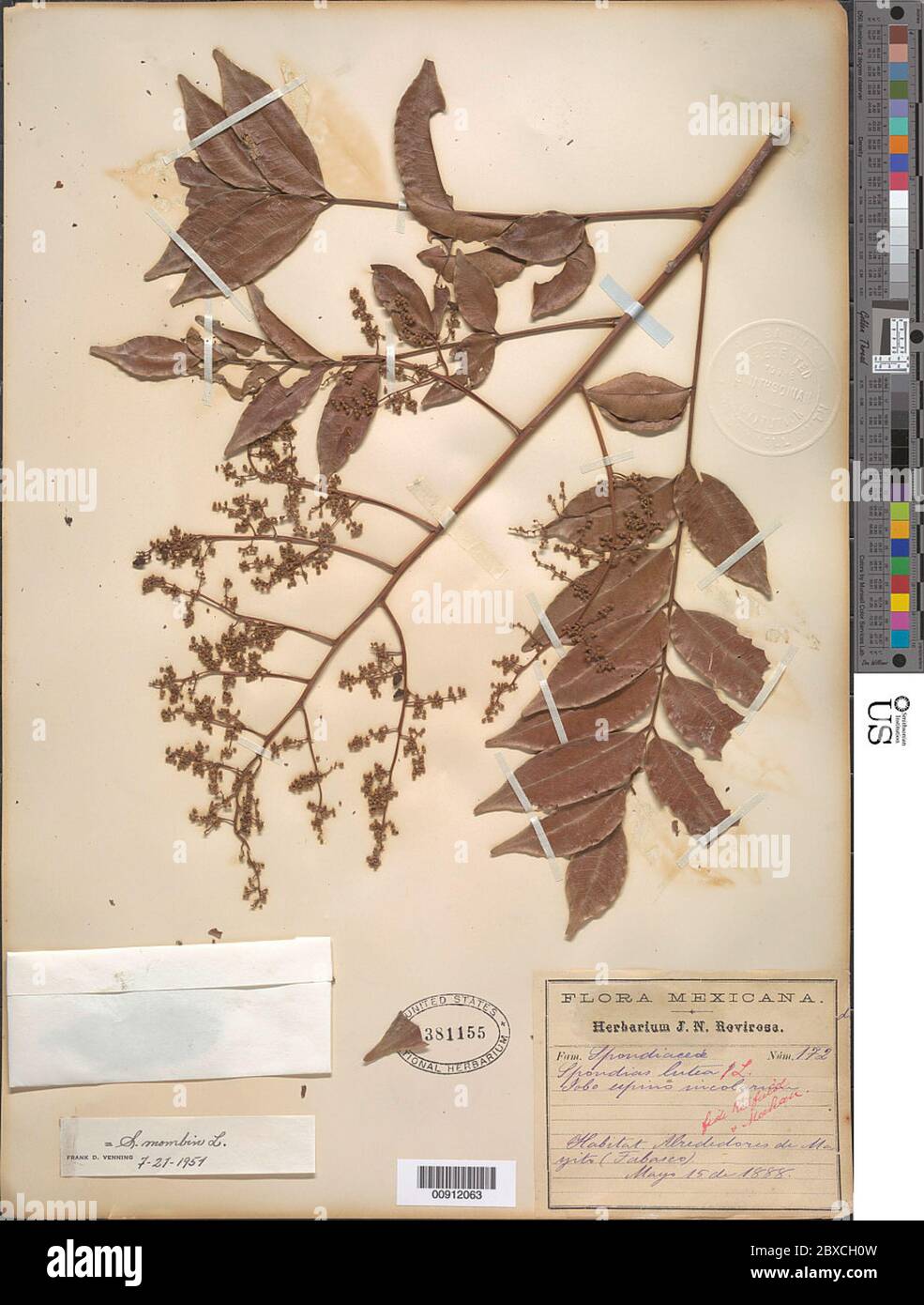 Spondias mombin l hi-res stock photography and images - Alamy