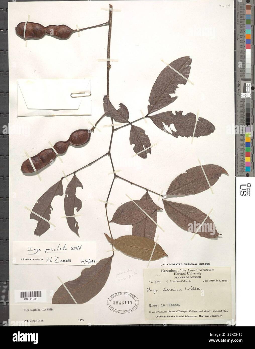 Inga punctata hi-res stock photography and images - Alamy