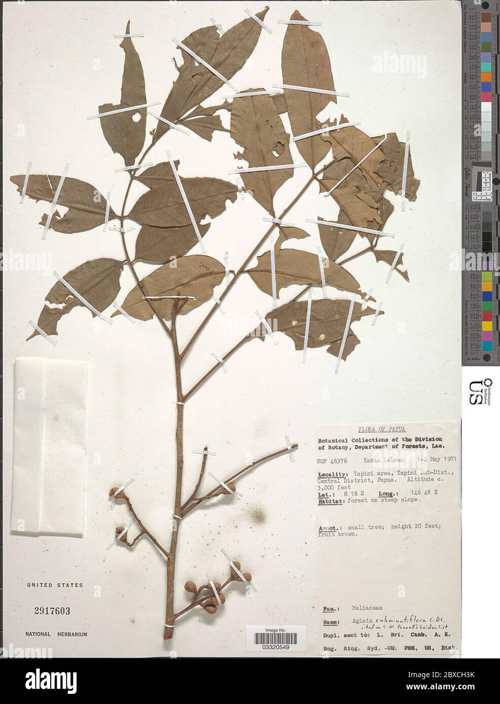Aglaia subminutiflora hi-res stock photography and images - Alamy