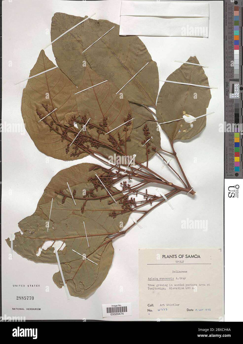 Samoensis High Resolution Stock Photography and Images - Alamy