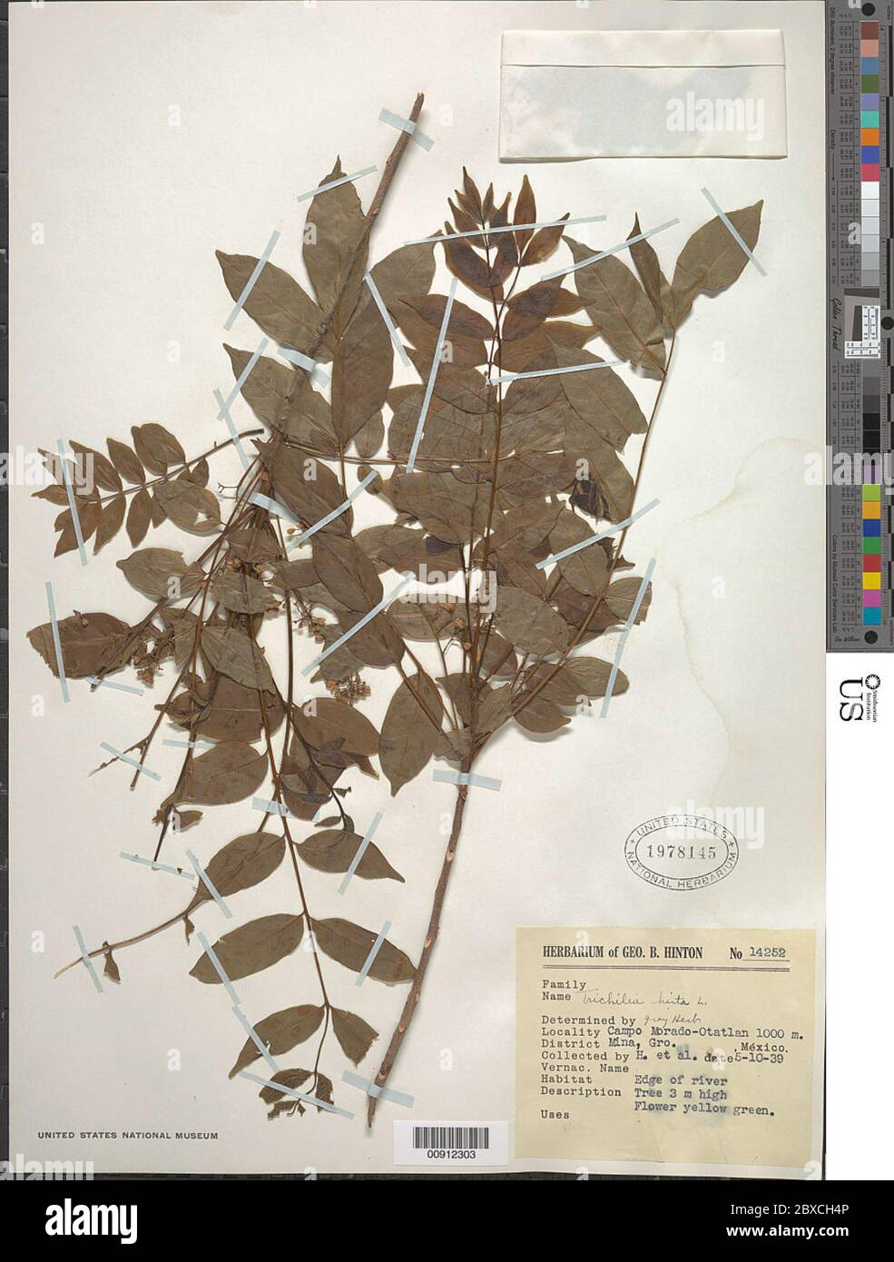 Trichilia species hi-res stock photography and images - Alamy