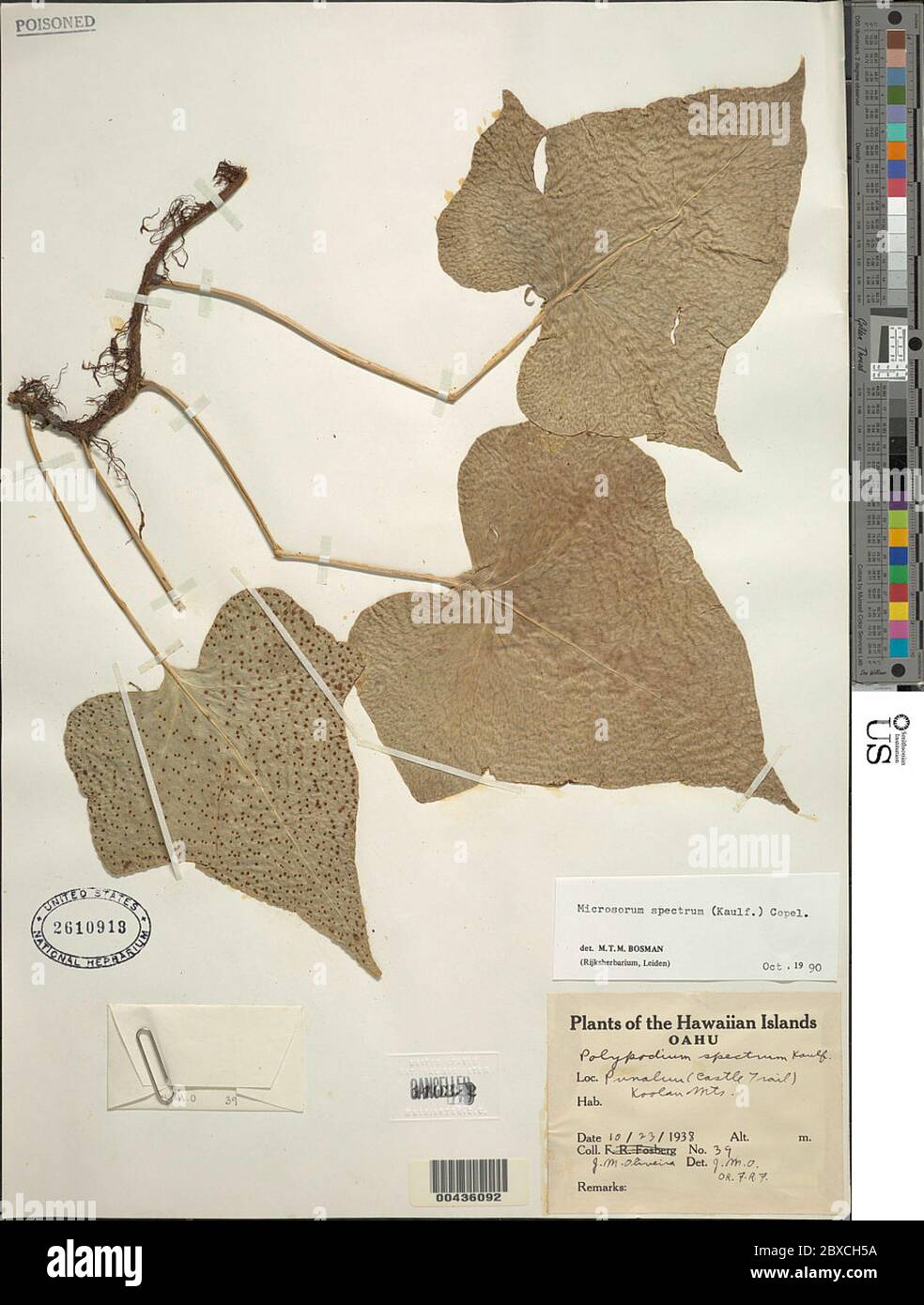 Microsorum spectrum Kaulf Copel Microsorum spectrum Kaulf Copel Stock ...