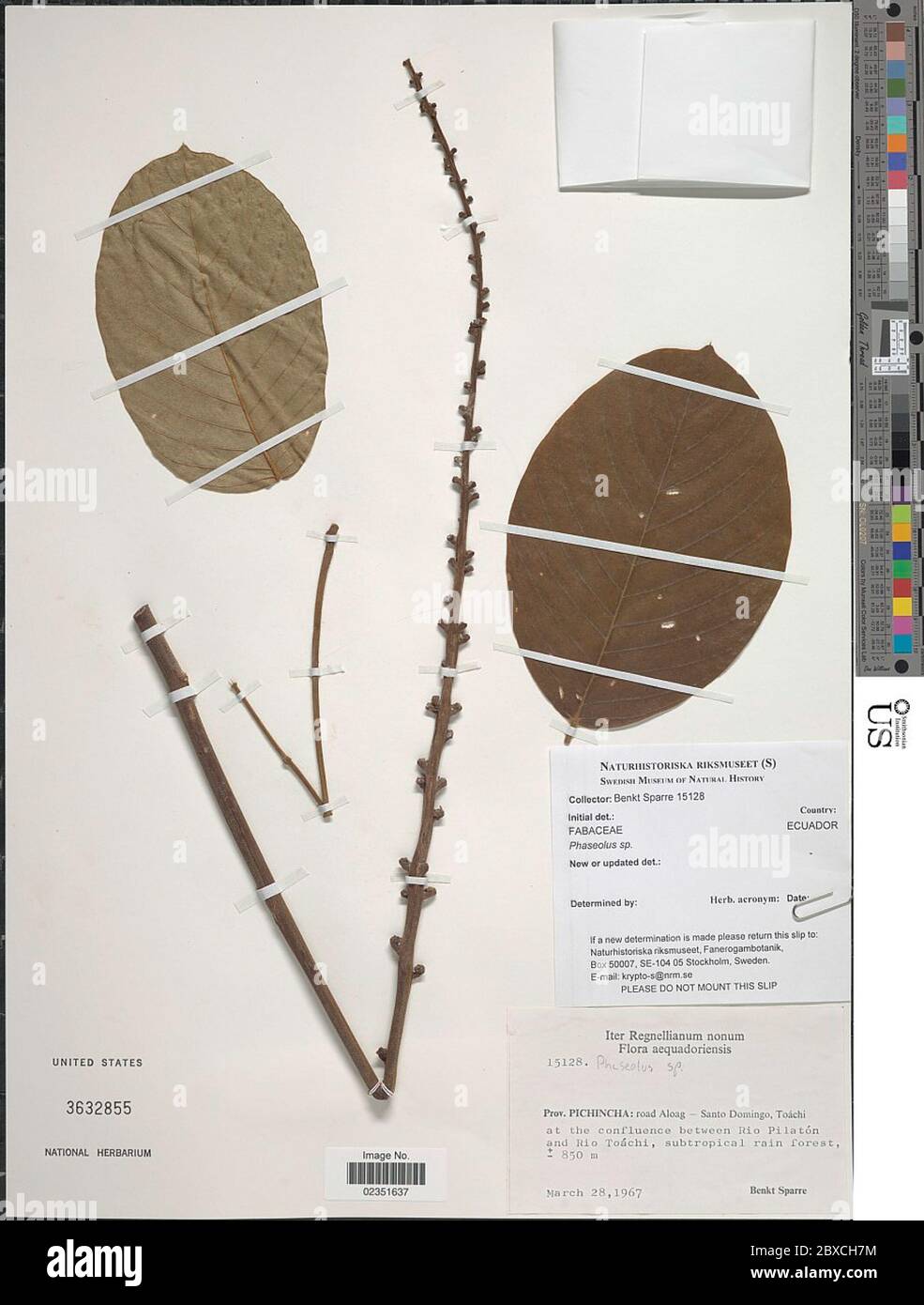 Phaseolus sp hi-res stock photography and images - Alamy