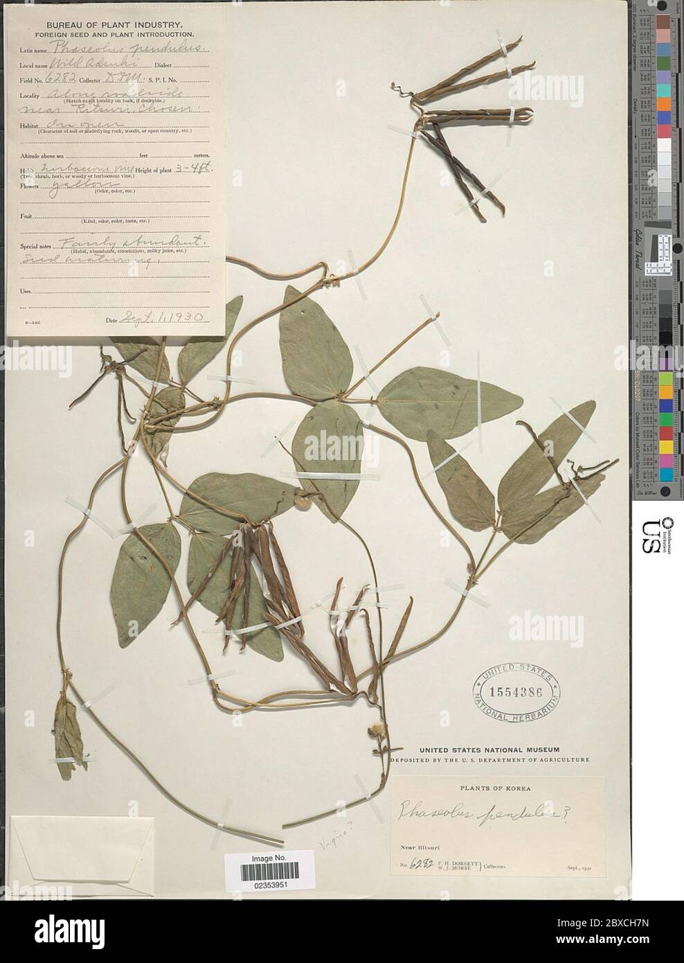 Vigna sp hi-res stock photography and images - Alamy