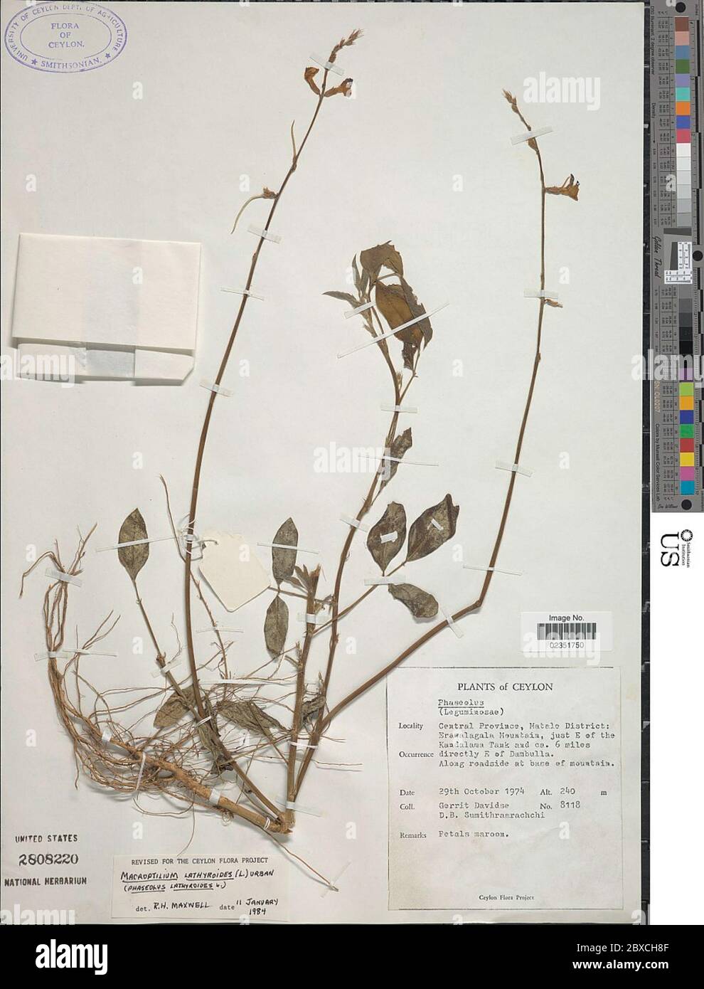 Phaseolus lathyroides L Phaseolus lathyroides L Stock Photo - Alamy