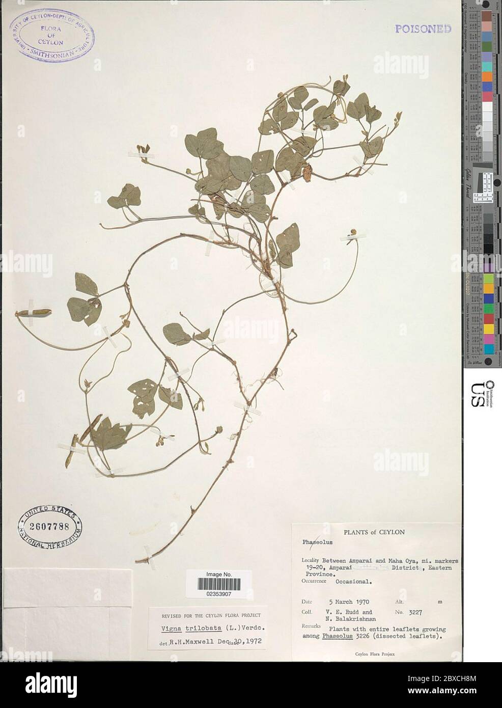 Vigna trilobata L Verdc Vigna trilobata L Verdc Stock Photo - Alamy