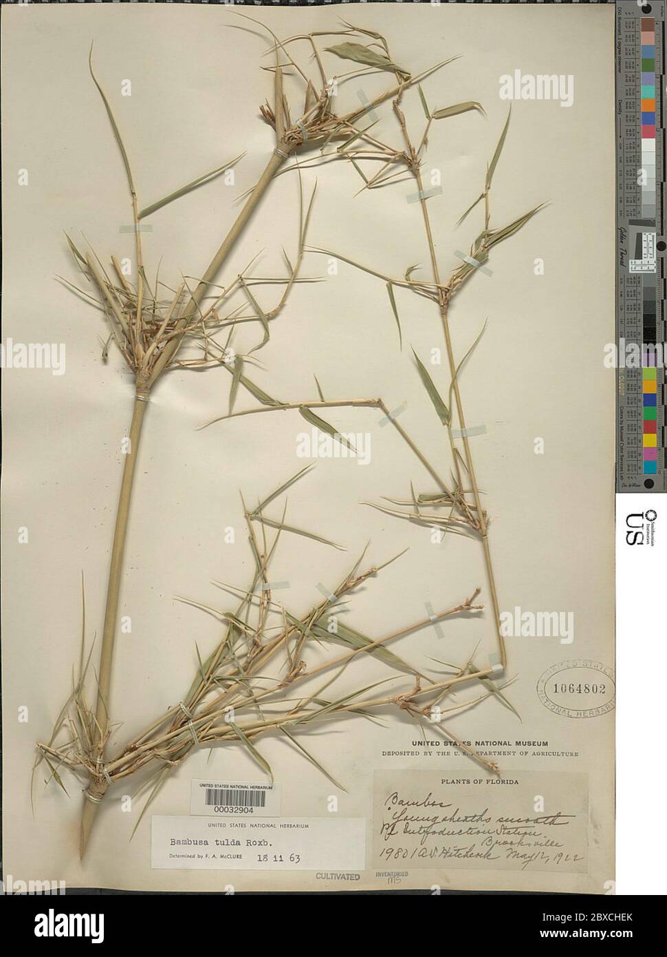 Bambusa tulda hi-res stock photography and images - Alamy