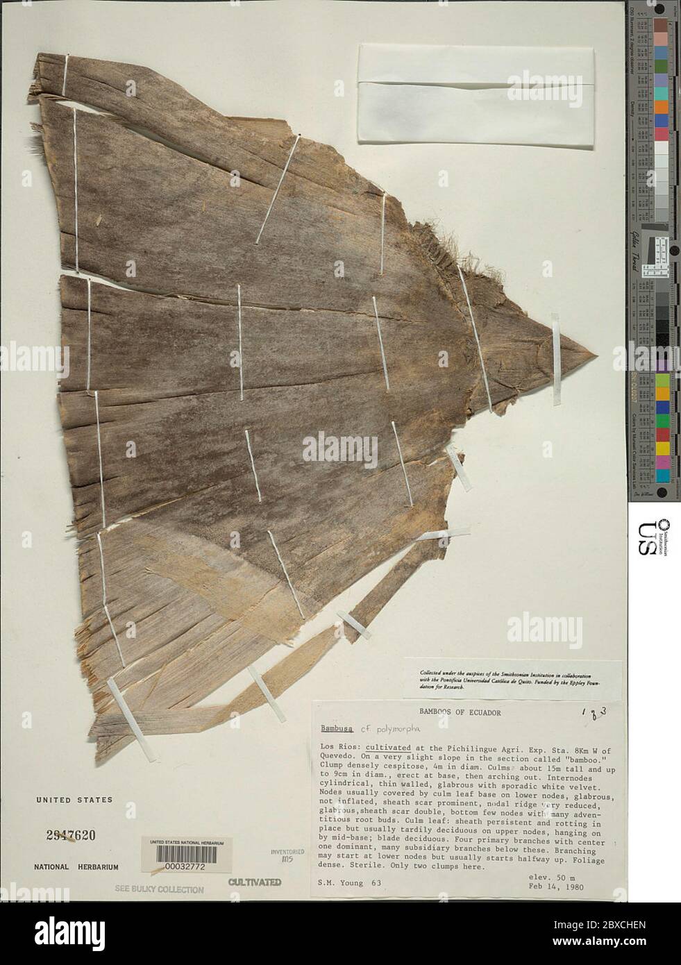 Bambusa polymorpha Munro Bambusa polymorpha Munro Stock Photo - Alamy