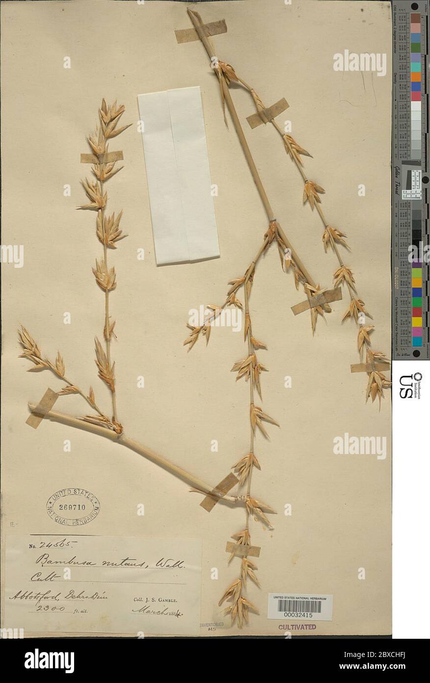 Bambusa nutans Bambusa nutans Stock Photo - Alamy