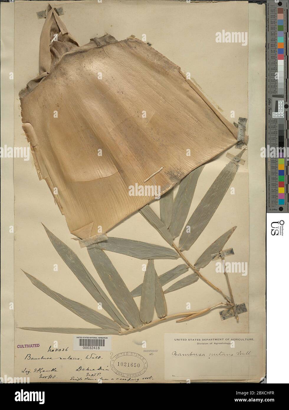 Bambusa nutans Bambusa nutans Stock Photo - Alamy