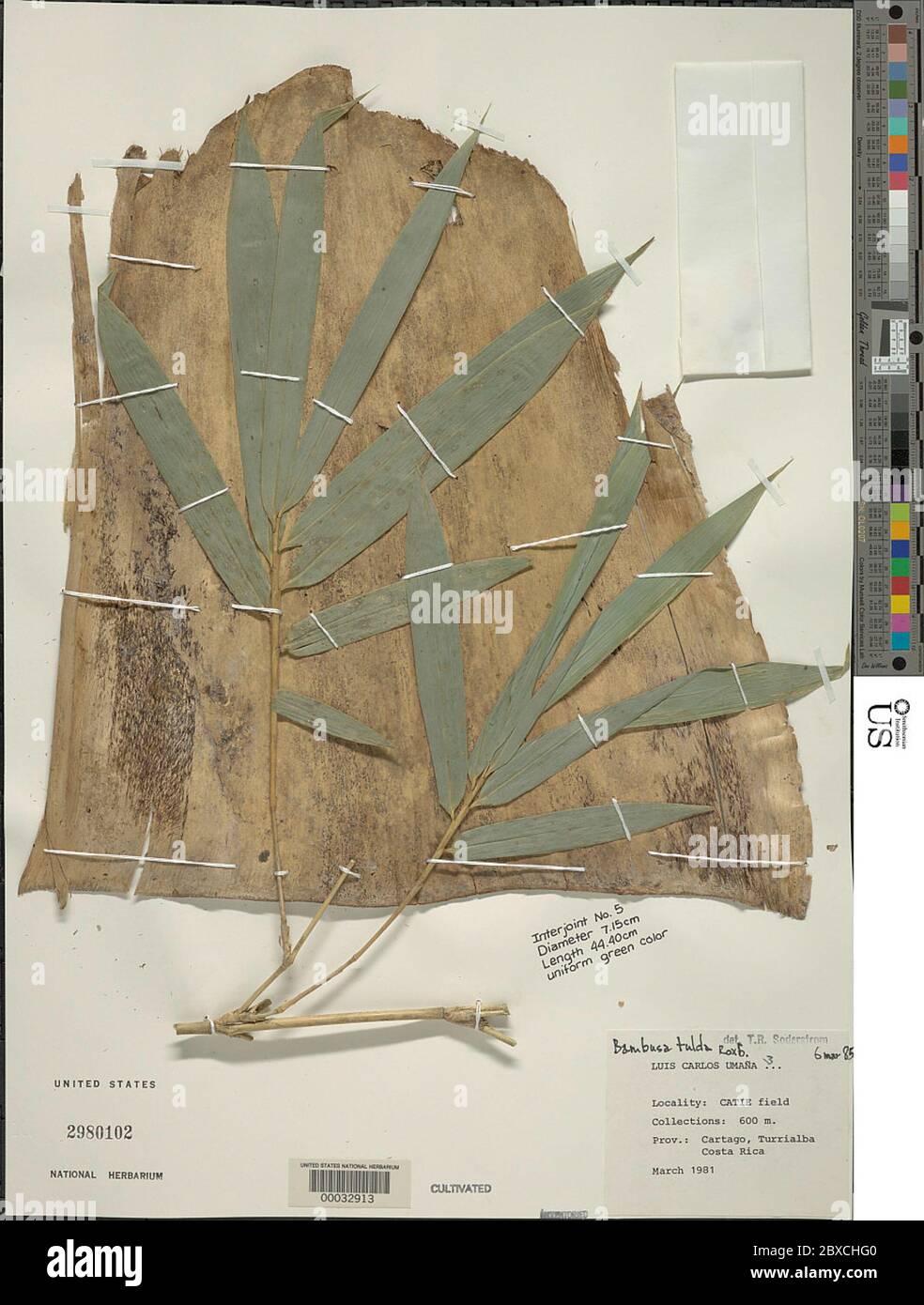 Bambusa tulda Roxb Bambusa tulda Roxb Stock Photo - Alamy