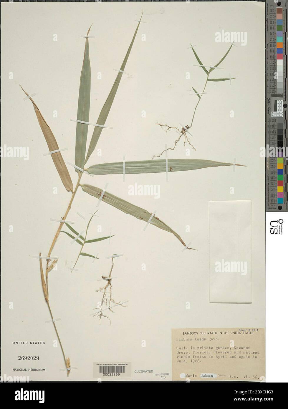 Bambusa tulda Roxb Bambusa tulda Roxb Stock Photo - Alamy